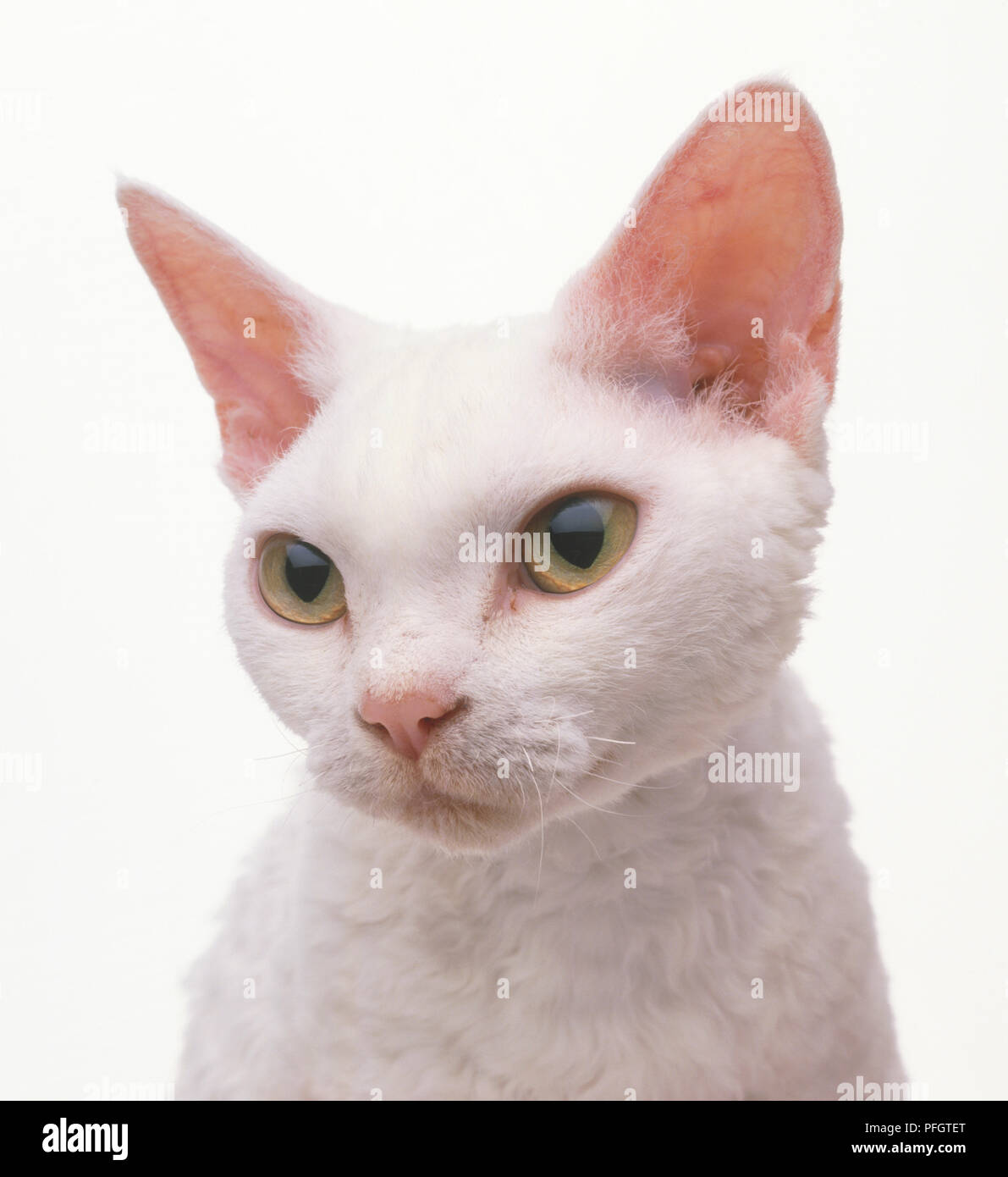 Rex white hi-res stock photography and images - Alamy