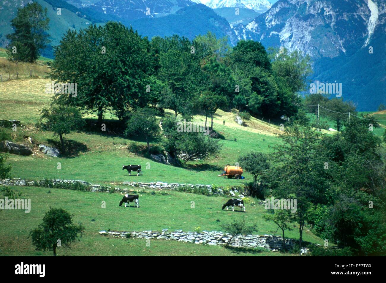 Italian cattle hi-res stock photography and images - Alamy