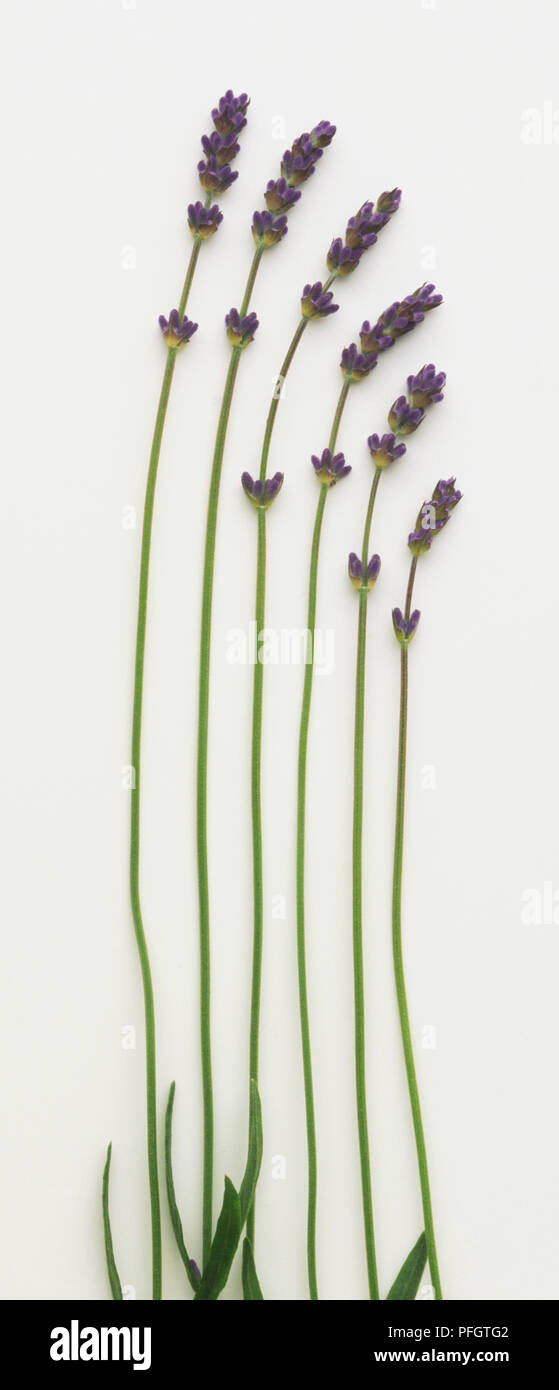 Lavandula sp., five dark violet Lavender flowers and leaves Stock Photo ...