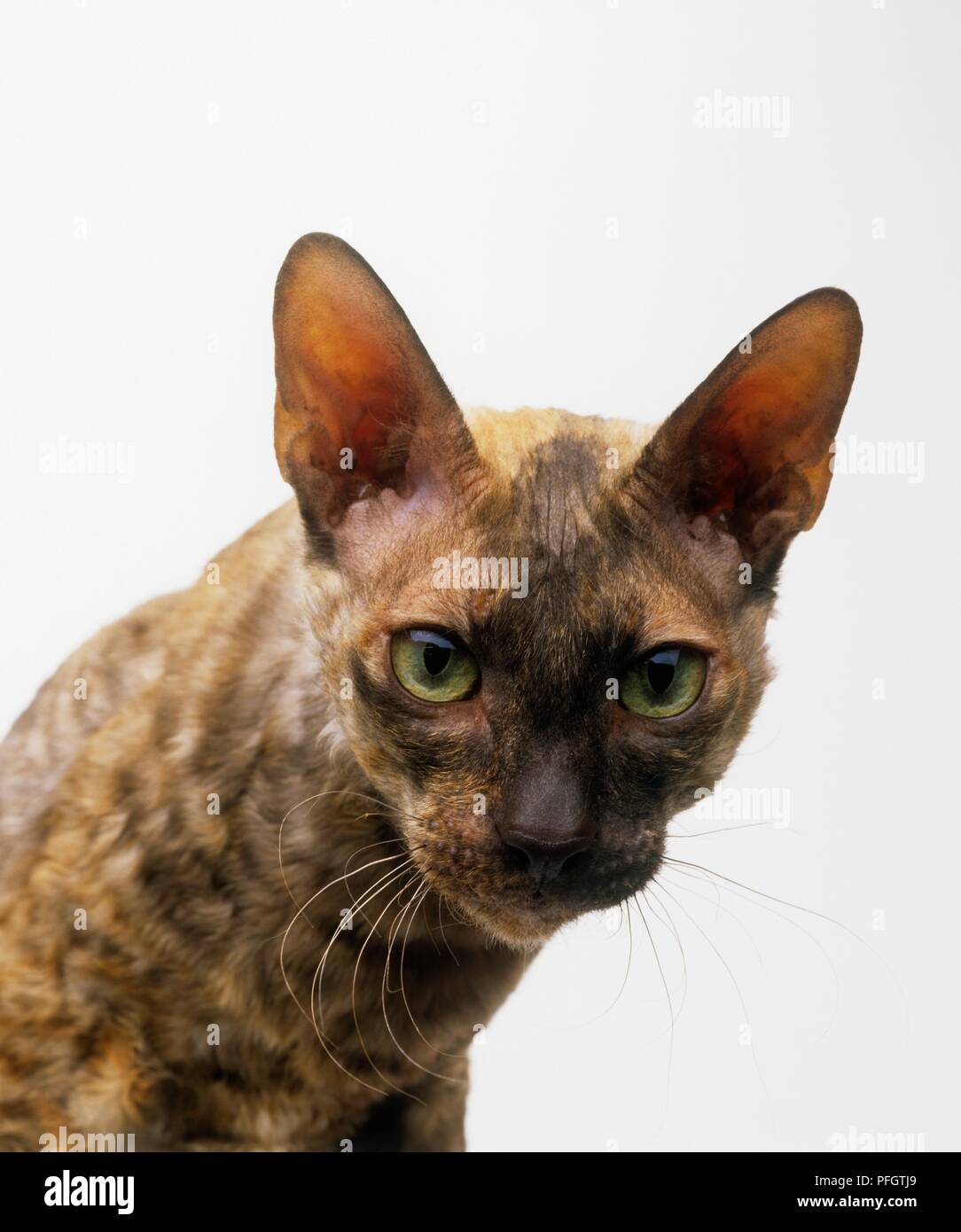 Head of a Tortoiseshell Cornish Rex cat, looking at camera Stock Photo ...