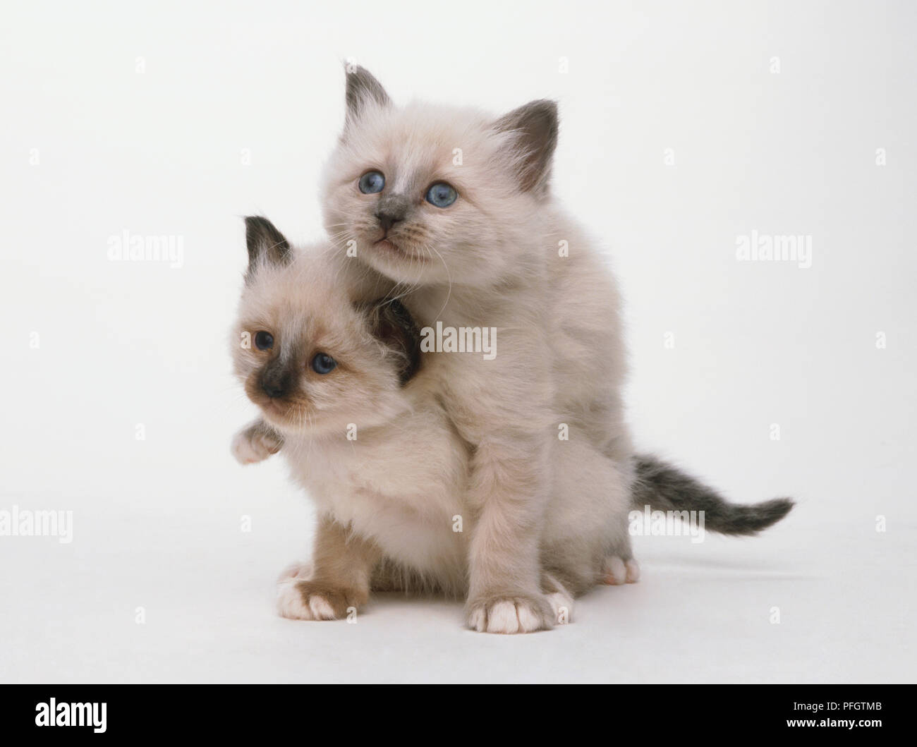 Two pedigree Birman kittens playing together. Pale grey fur Stock Photo ...