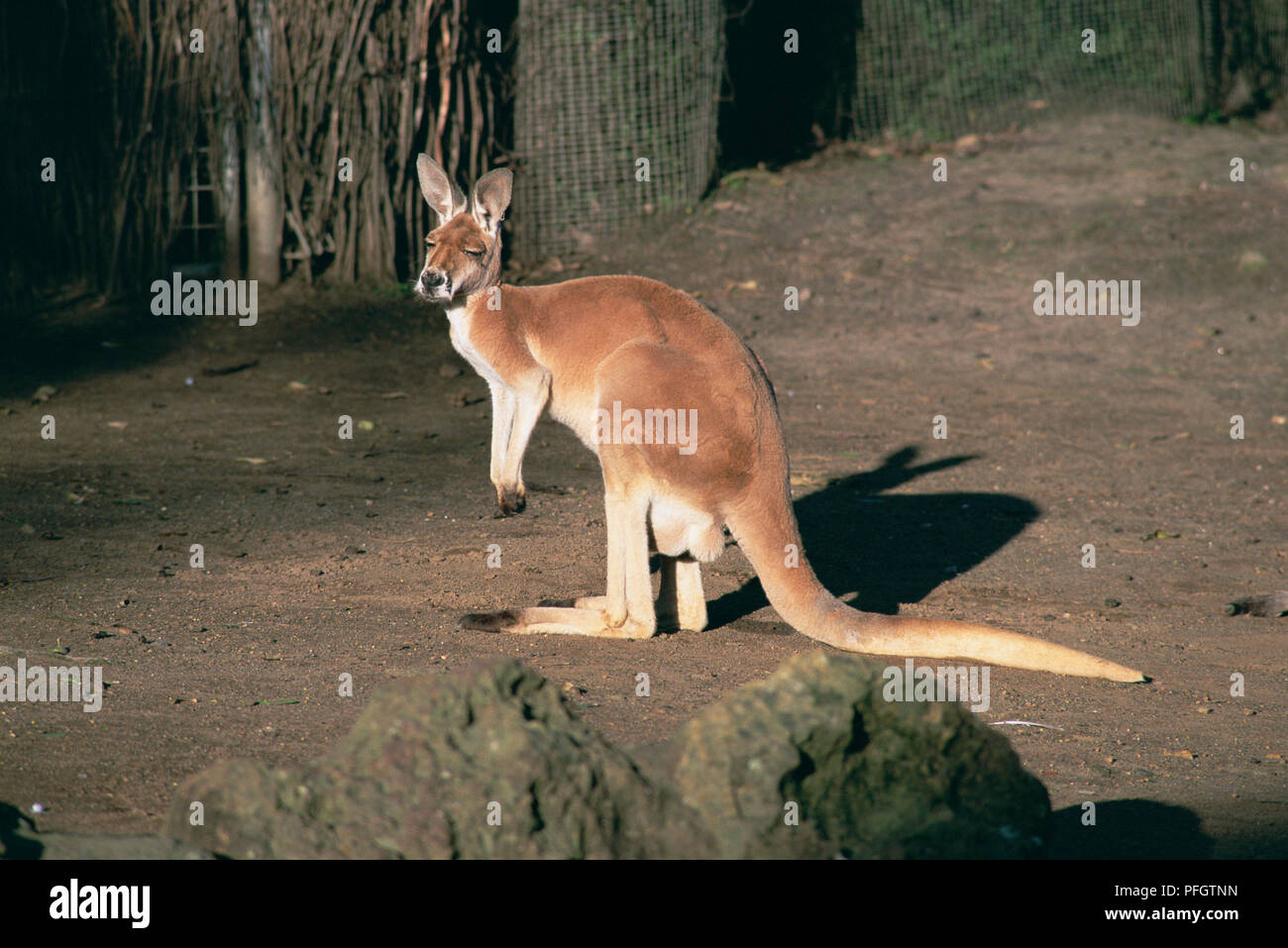 Side view of red kangaroo Stock Photo - Alamy