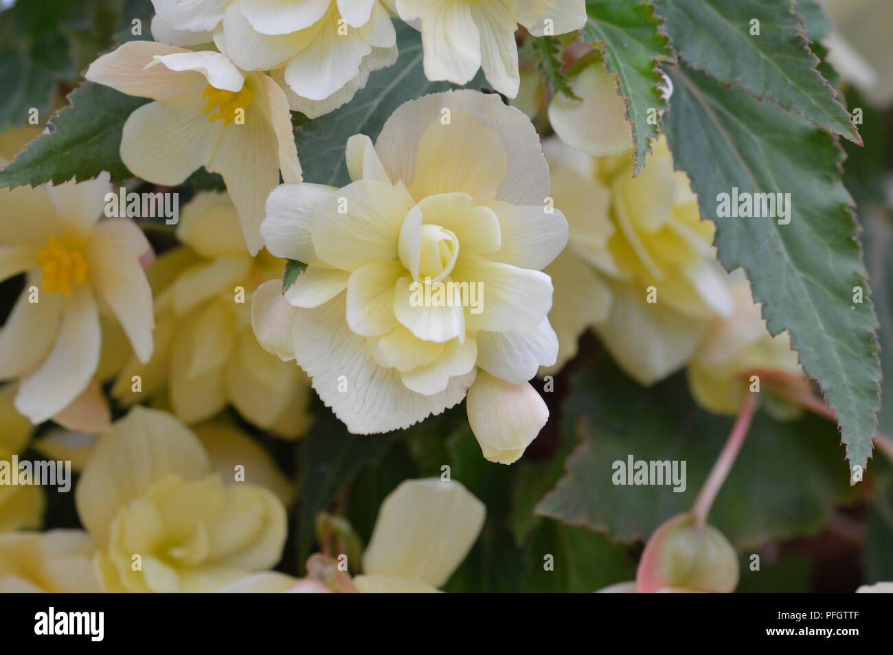 Begonia F1 Super cascade vanilla cream Stock Photo - Alamy