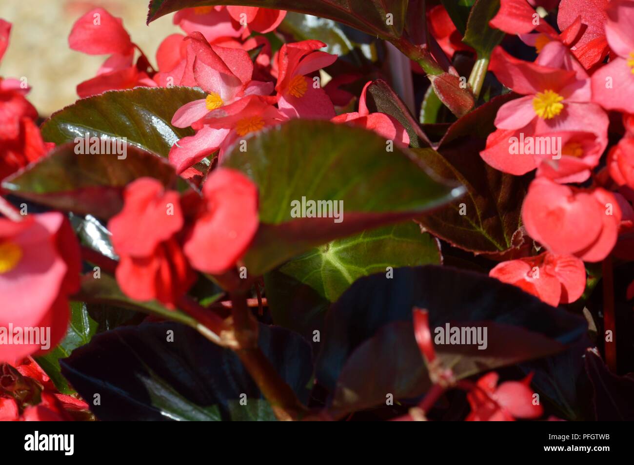 Begonia red whopper hi-res stock photography and images - Alamy
