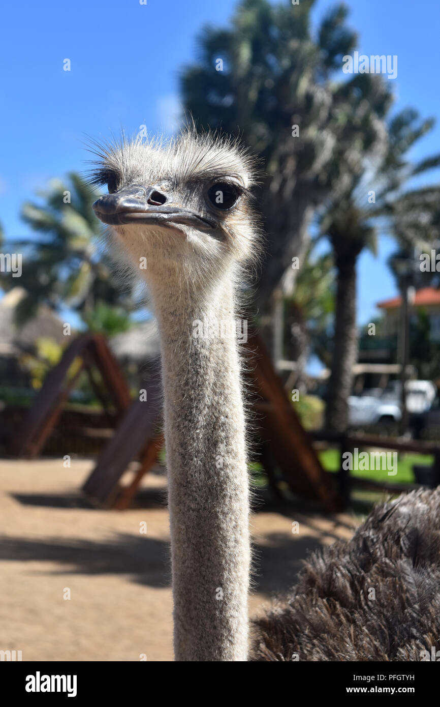 Long thin neck hi-res stock photography and images - Alamy