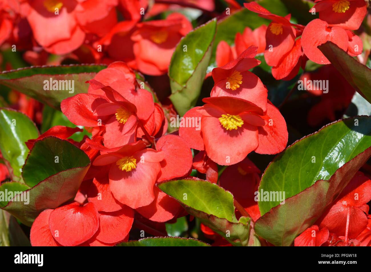 Begonia red whopper hi-res stock photography and images - Alamy