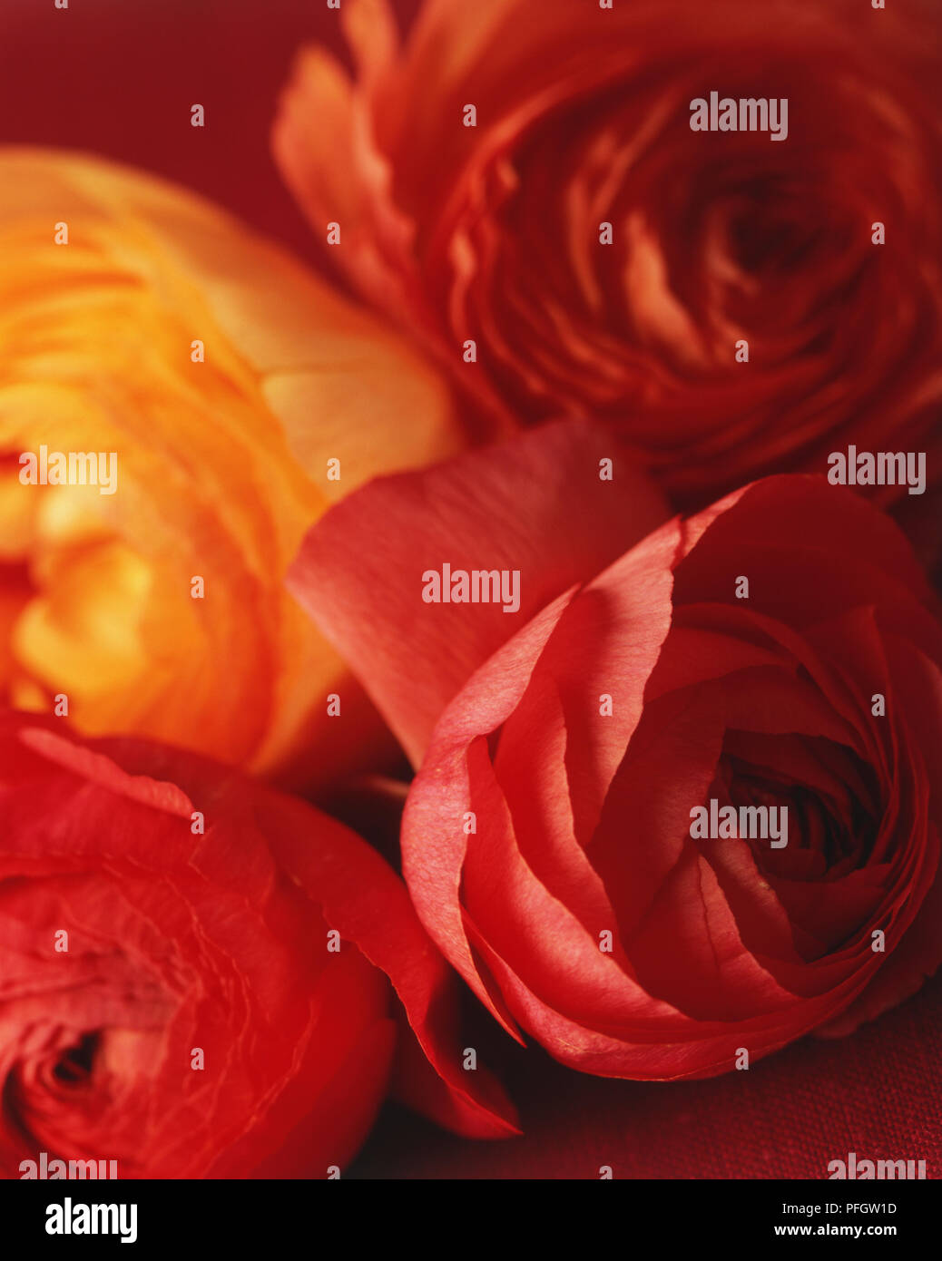 Bunched roses hi-res stock photography and images - Alamy