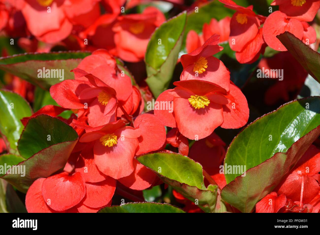 Begonia F1 Whopper Red Green leaf Stock Photo - Alamy