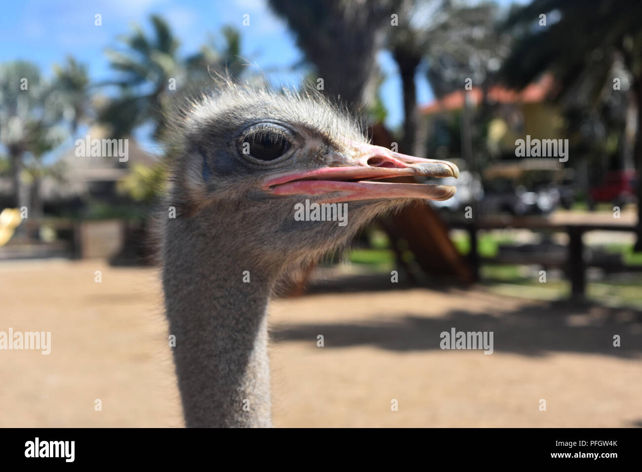 Pink beak on an ostrich surrounded by gray feathers Stock Photo - Alamy