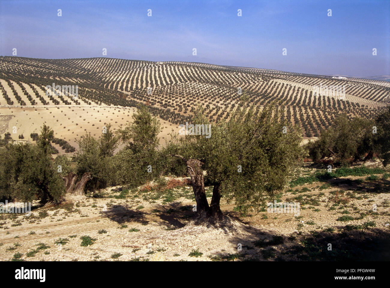 Spain, Andalusia, olive groves on shallow hills Stock Photo - Alamy