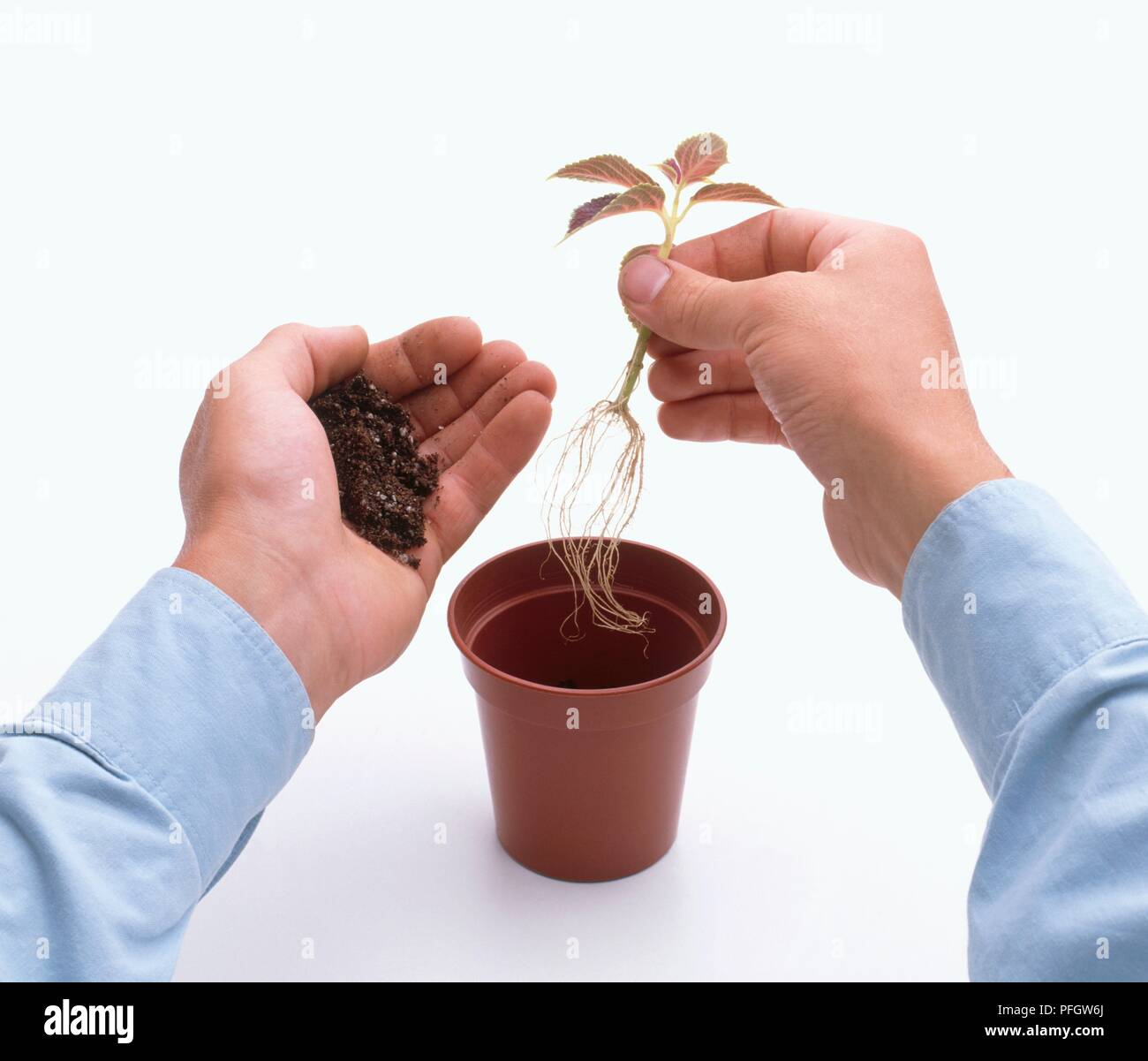 Planting well-rooted softwood cutting in pot of compost, close-up Stock ...