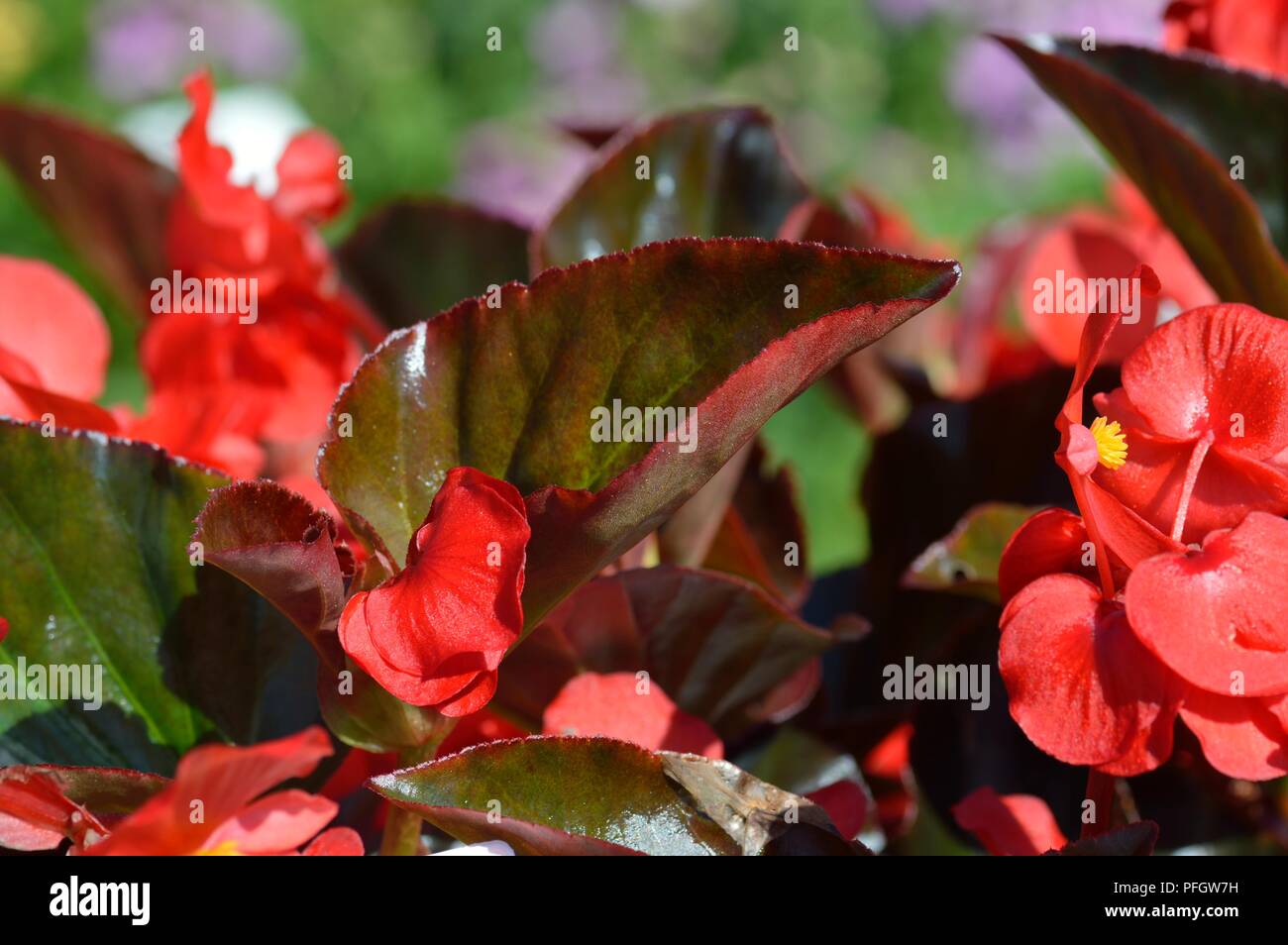 Begonia F1 Whopper Red Green leaf Stock Photo - Alamy