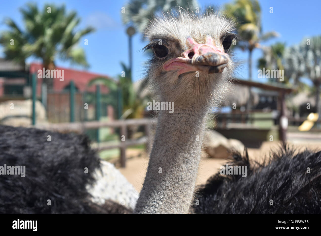 Gray ostrich with feathers ruffled on a beautiful day Stock Photo - Alamy
