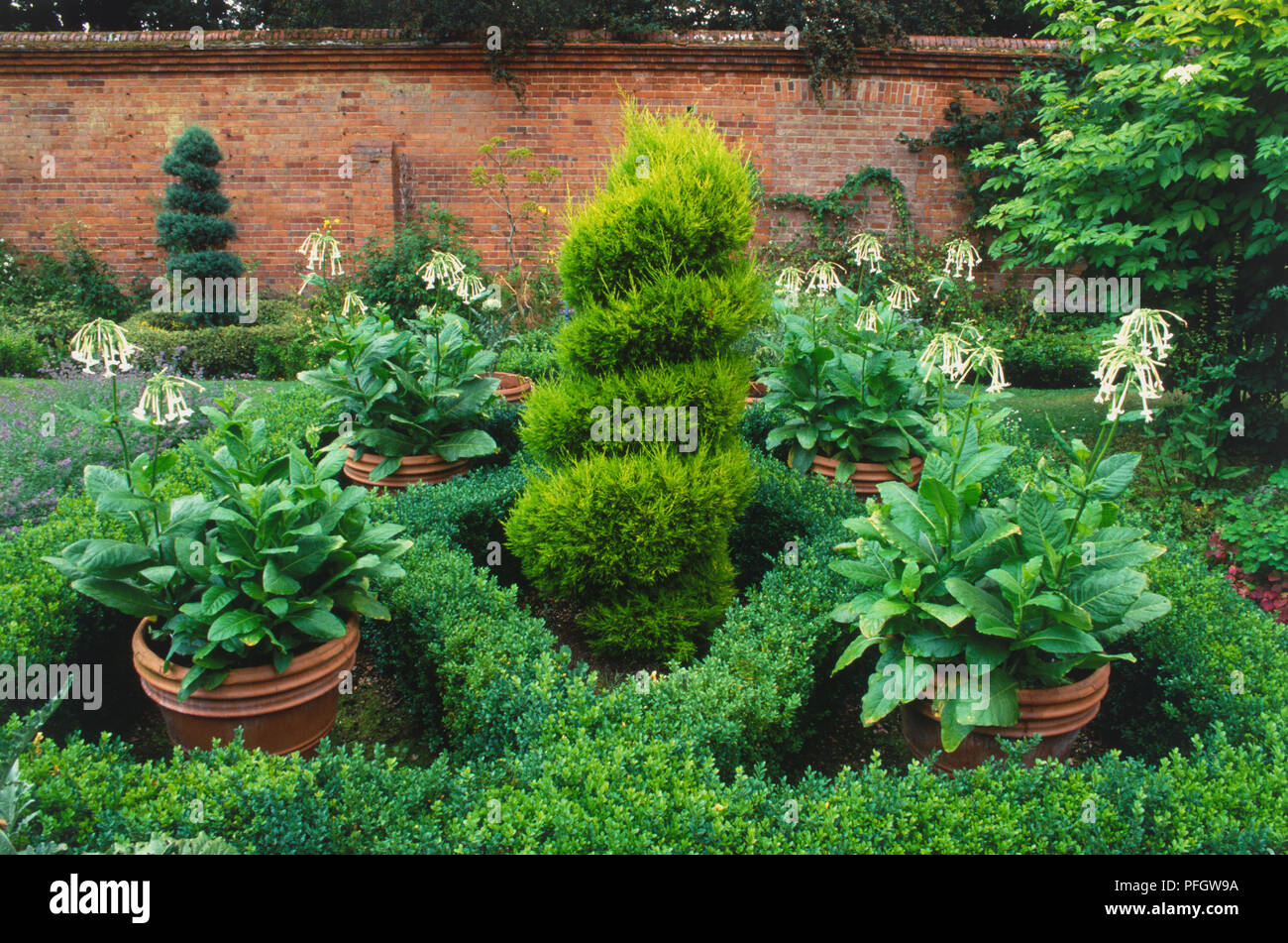 Walled garden with a selection of potted plants and sculpted green ...
