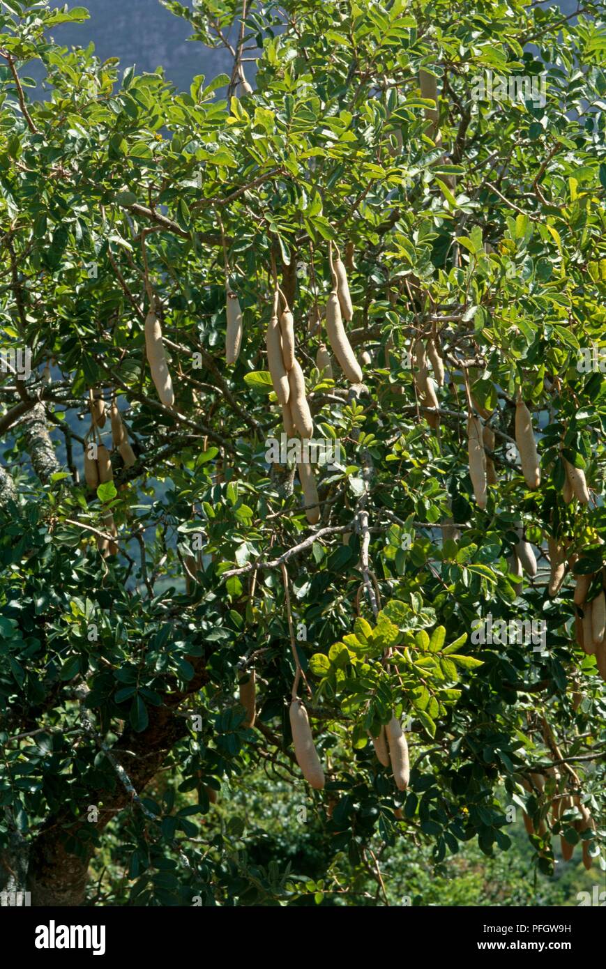Kigelia pinnata hi-res stock photography and images - Alamy