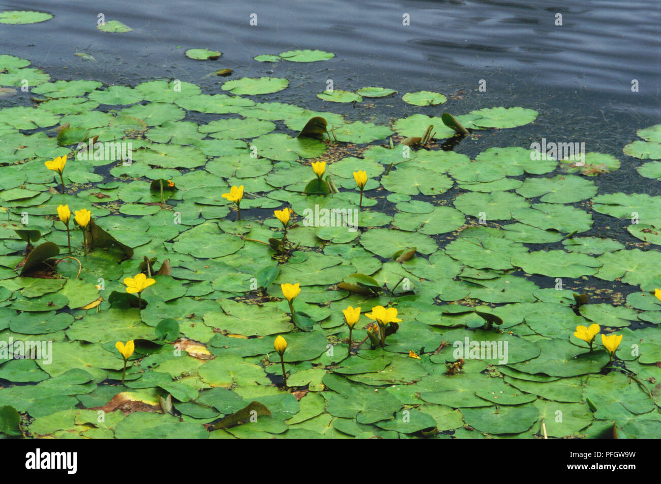 Large leaves water lilies hi-res stock photography and images - Alamy