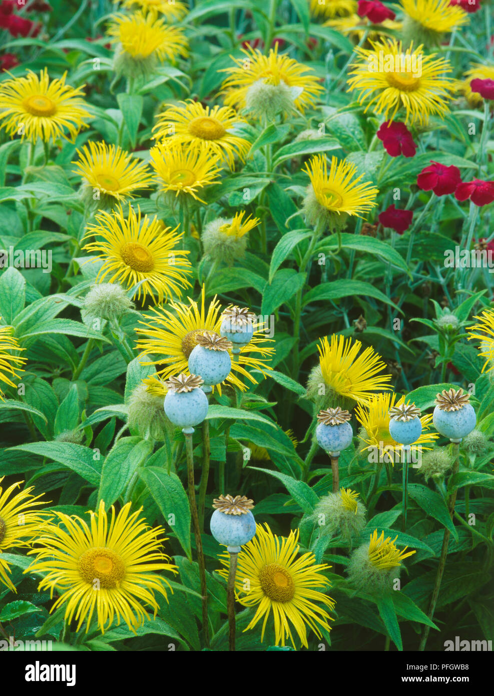 Border of yellow and blue flowers hi-res stock photography and images ...