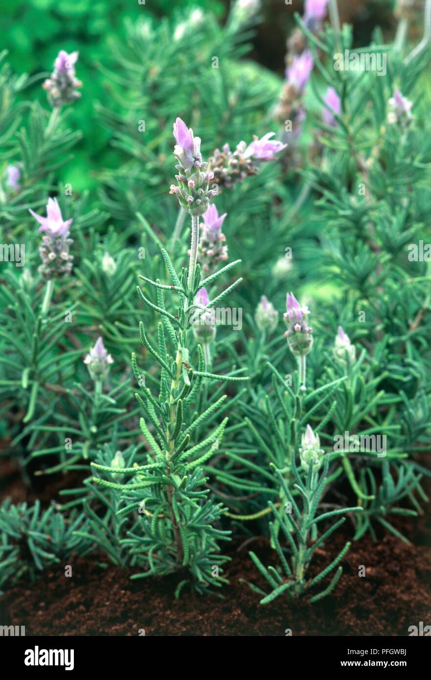 Lavandula dentata (Toothed Lavender) with flowers and long leaves on ...