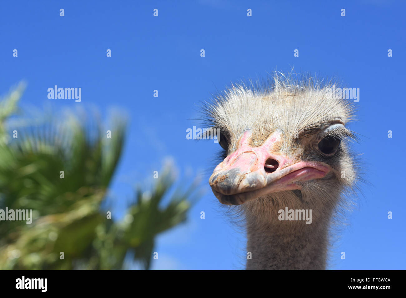 Light gray feathers on the head and neck of an ostrich Stock Photo - Alamy