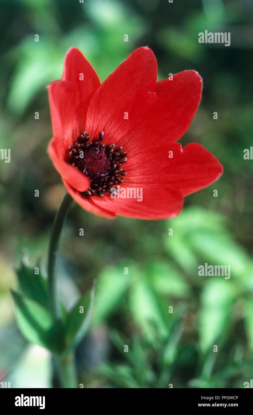 Single red flower from Anemone x fulgens (Windflower), close-up Stock ...