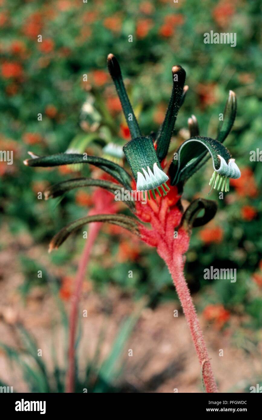 Flower from Anigozanthos manglesii (Mangle's kangaroo paw), close-up ...