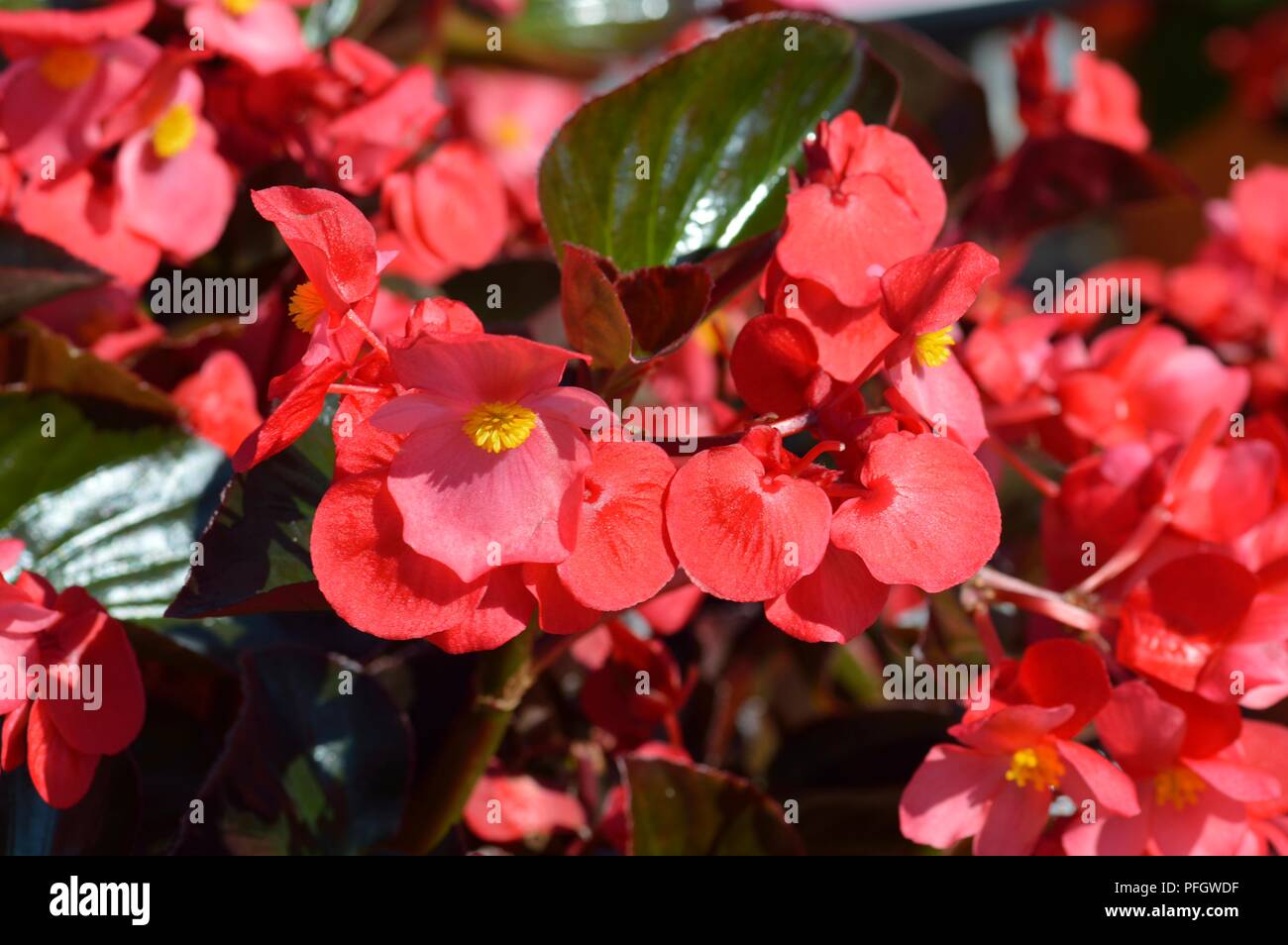 Begonia F1 Whopper Red Green leaf Stock Photo - Alamy