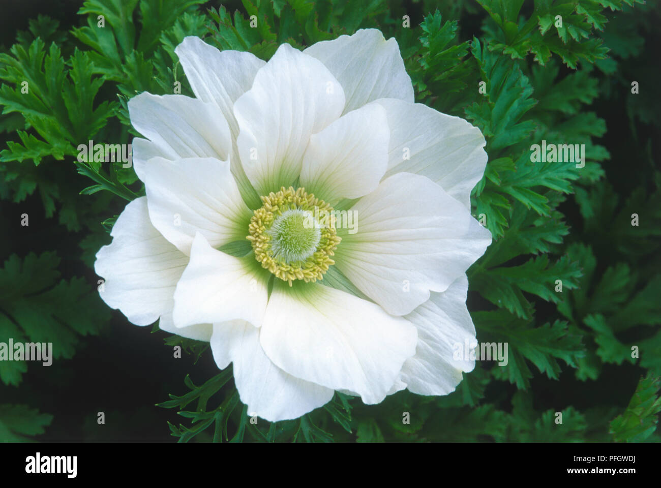 Anemone coronaria 'The Bride' (Windflower), white flowerhead Stock ...