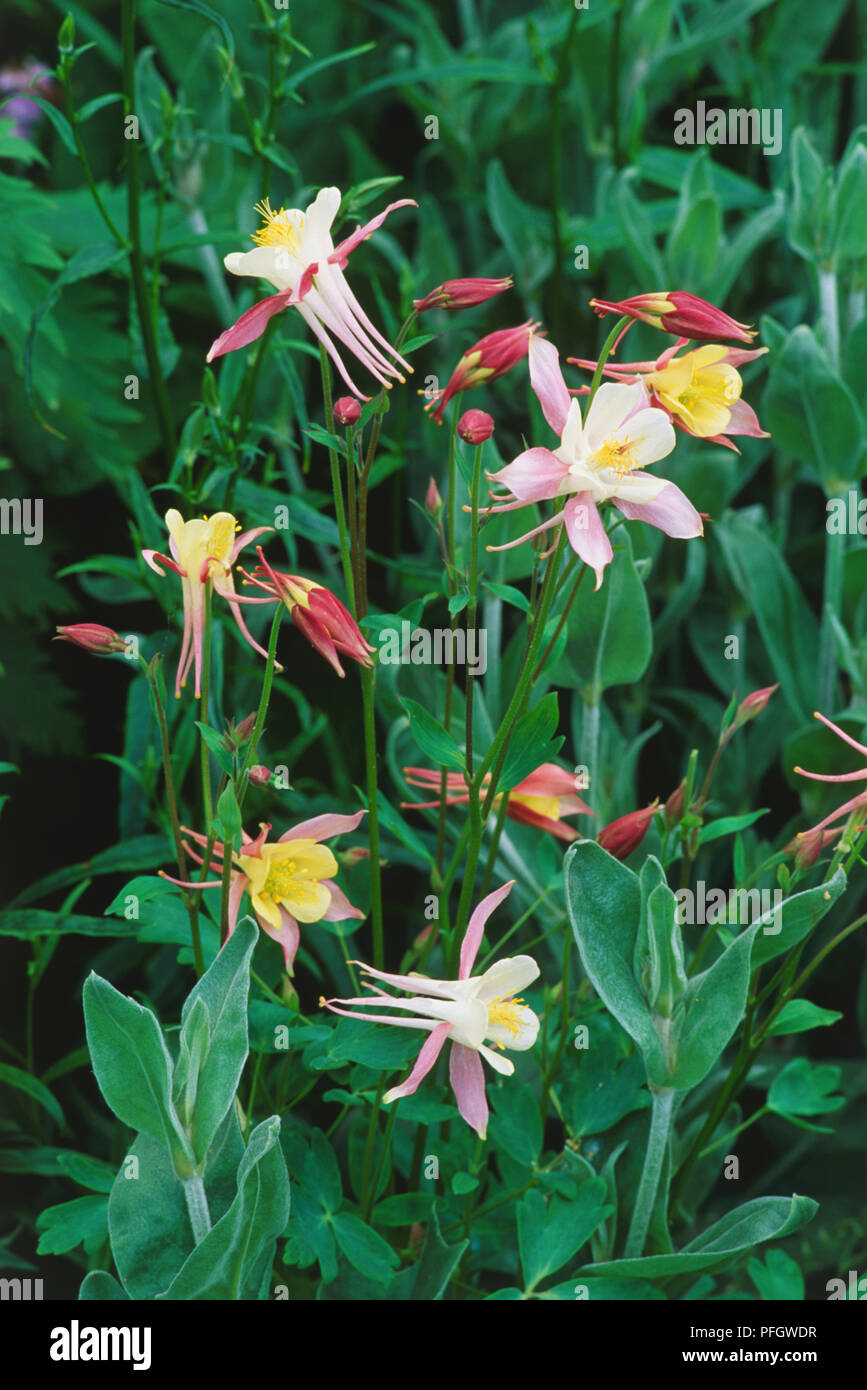 Aquilegia, Columbine flowers Stock Photo - Alamy