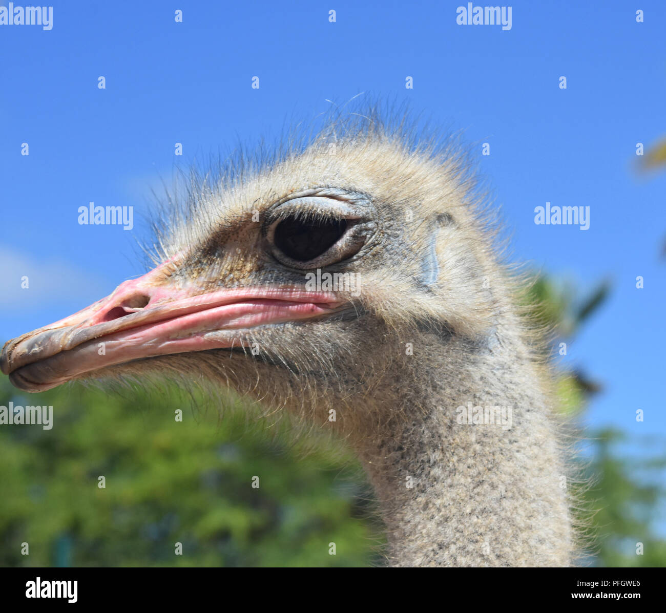 A close up side profile of a common ostrich Stock Photo - Alamy