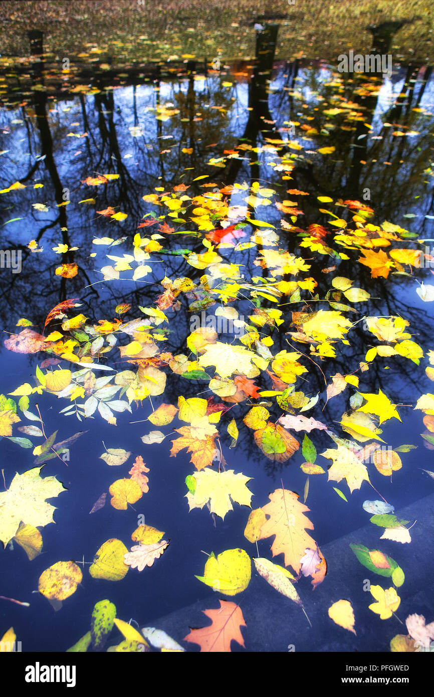 Autumn leaves in water on a background of trees Stock Photo - Alamy