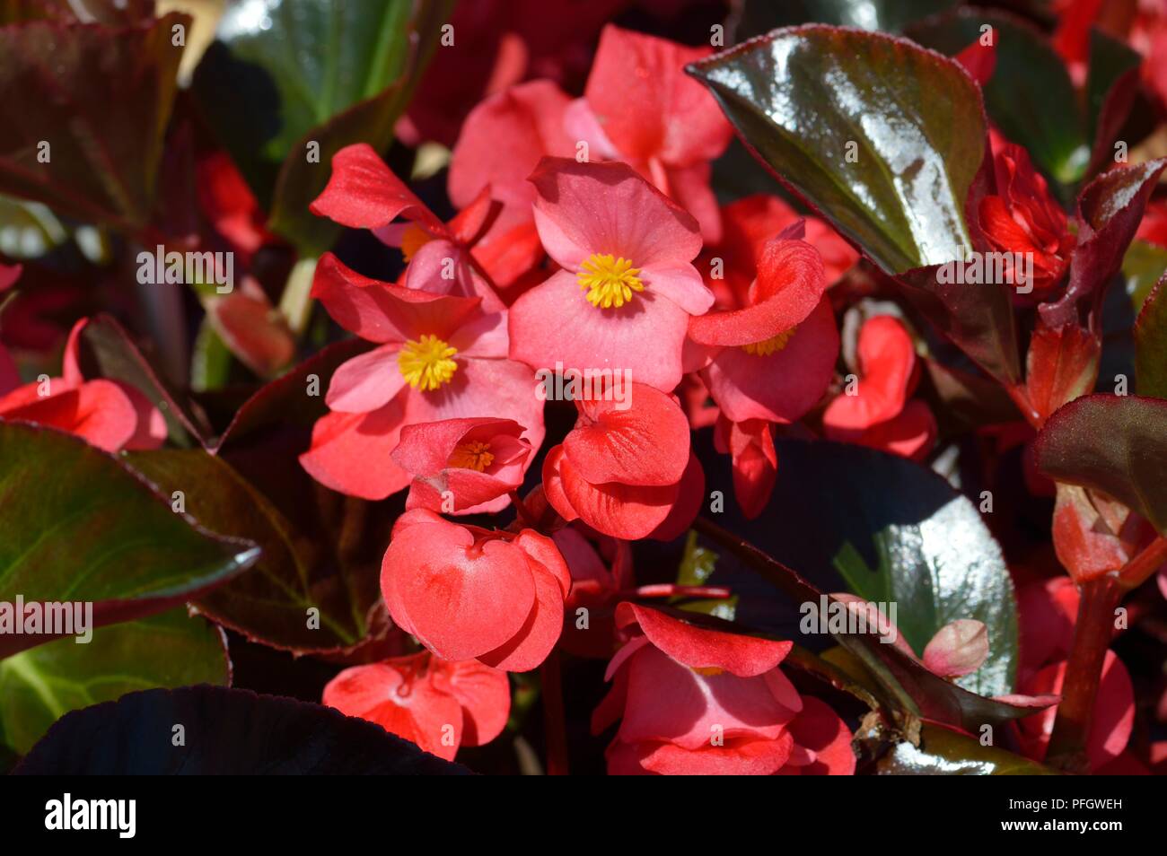 Begonia F1 Whopper Red Green leaf Stock Photo - Alamy