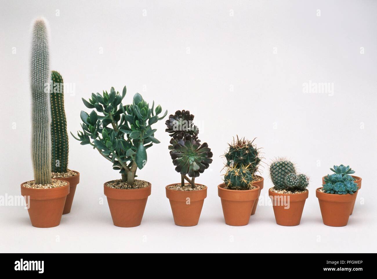 Purple torch cactus hi-res stock photography and images - Alamy