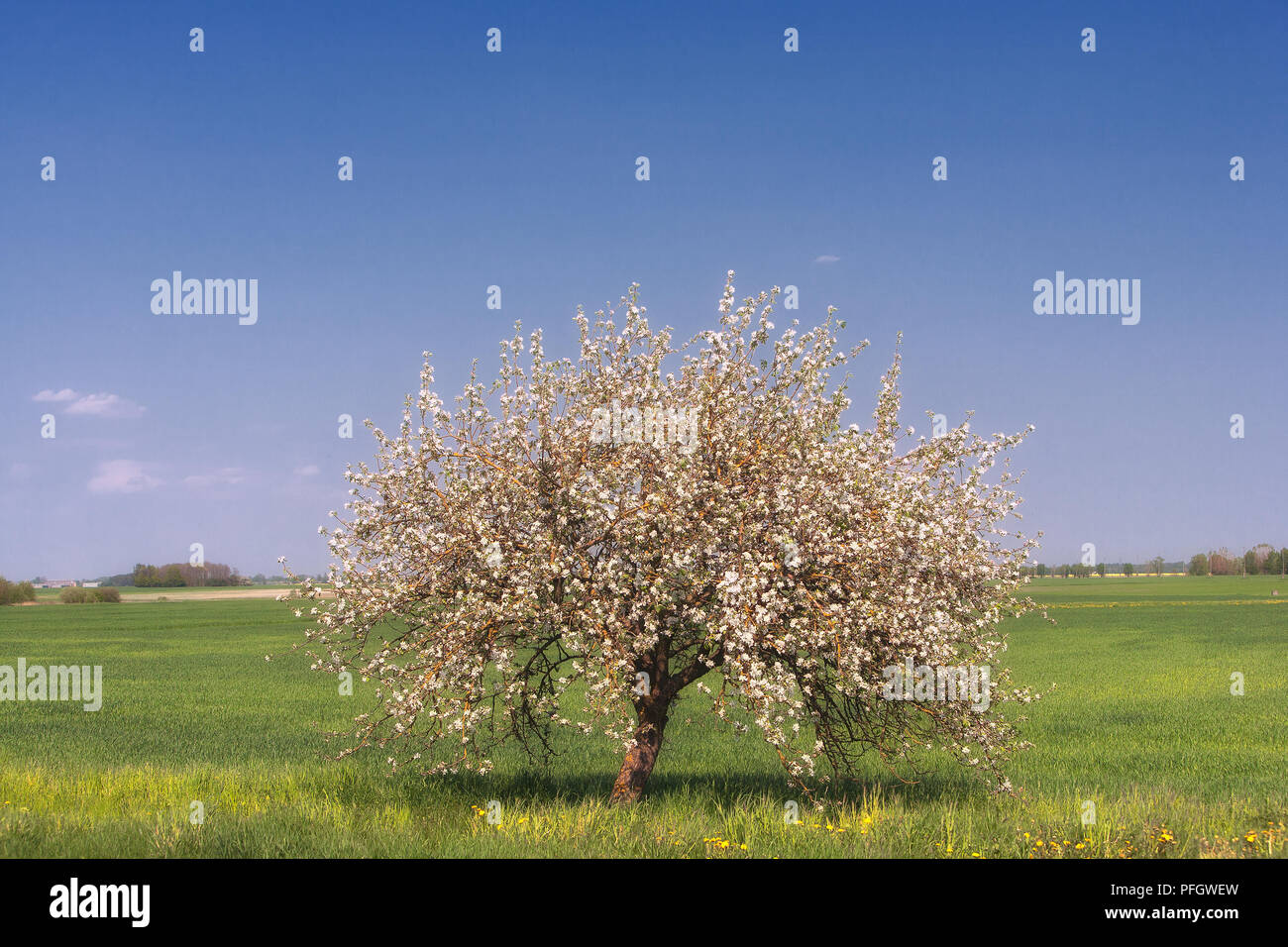 Apple tree in the spring on the sky background Stock Photo - Alamy