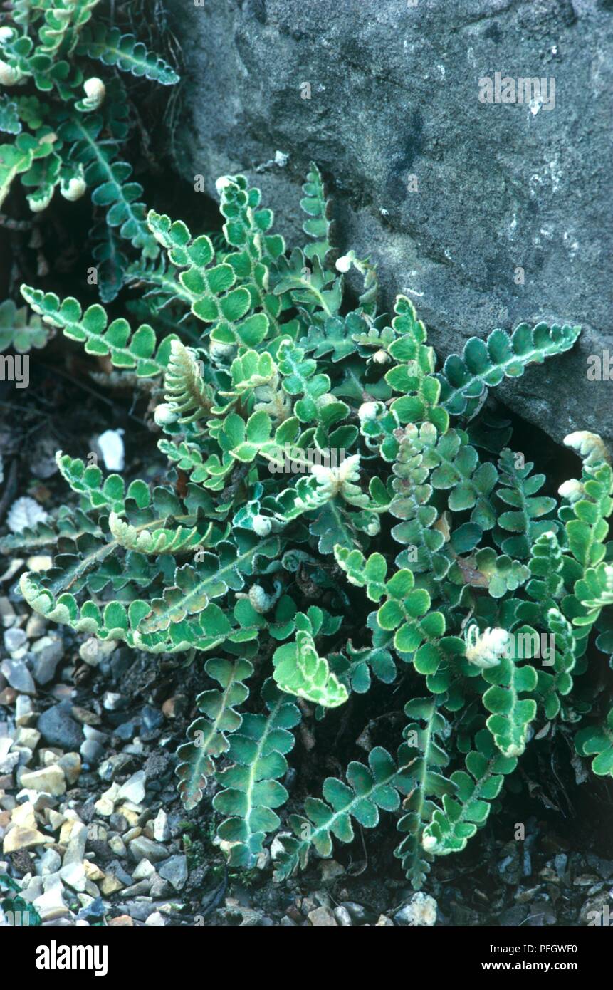 Asplenium ceterach (Rusty-back fern), fern growing on gravel, close-up ...
