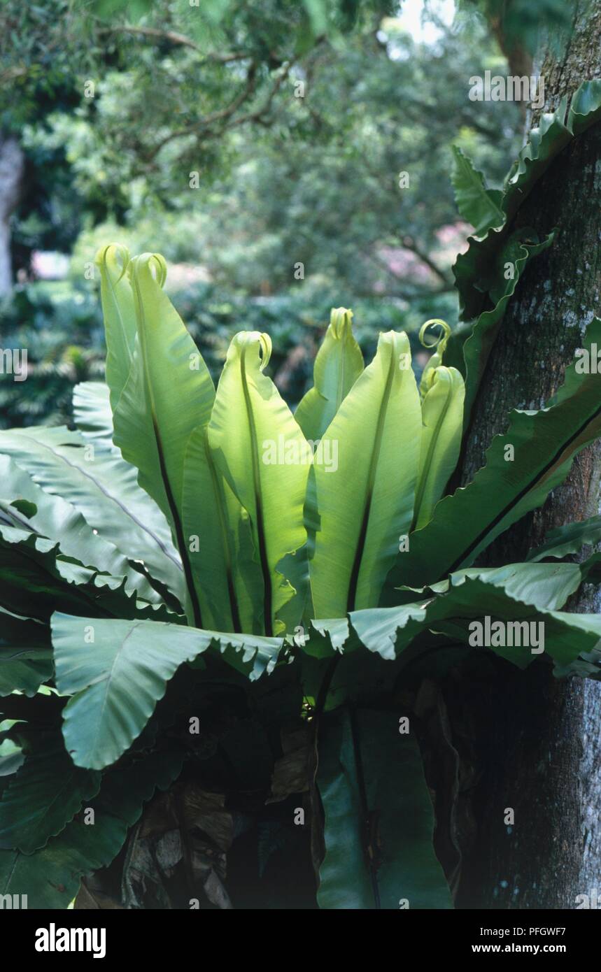 Asplenium nidus (Bird's nest fern), close-up Stock Photo - Alamy