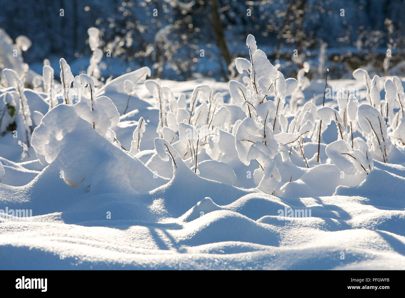 Fresh snow on the branches of bushes in winter Stock Photo - Alamy