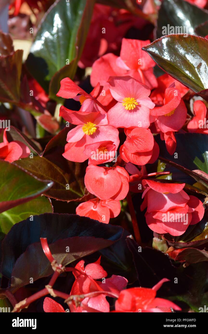 Begonia red whopper hi-res stock photography and images - Alamy