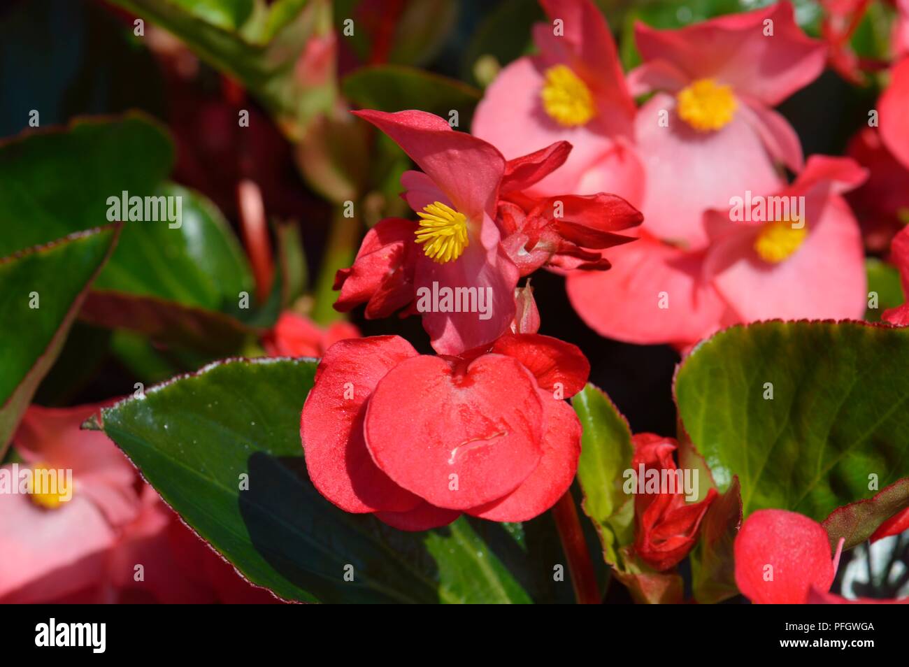 Begonia F1 Whopper Rose Green Stock Photo - Alamy