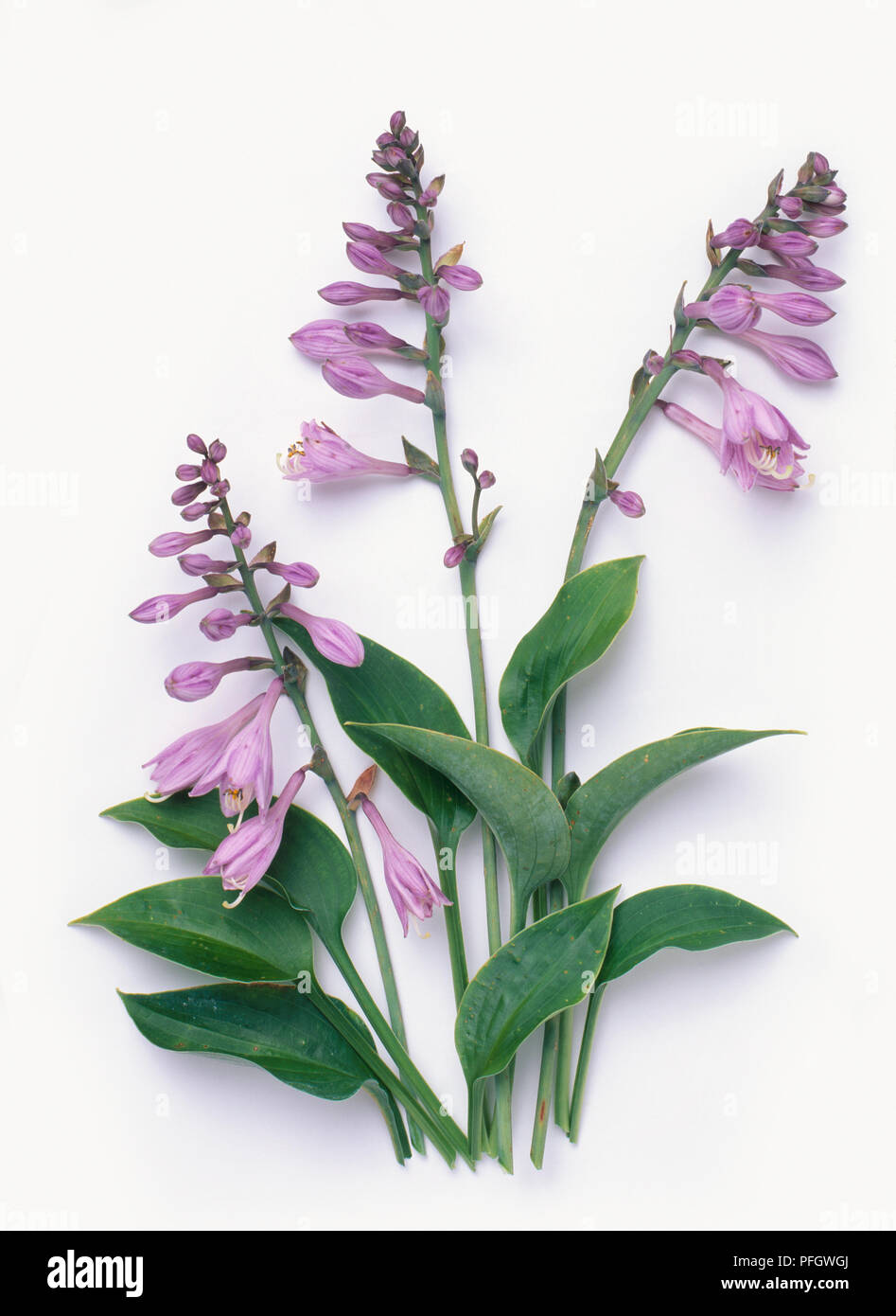 Purple flowers and green leaves from Hosta 'Halcyon' (Plantain lily ...