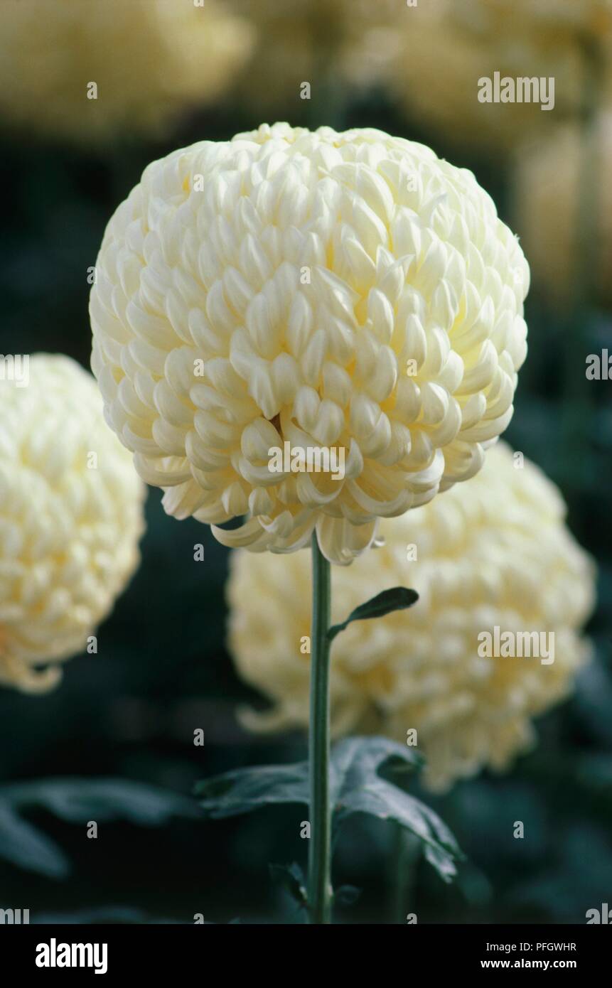 Round flower head hi-res stock photography and images - Alamy