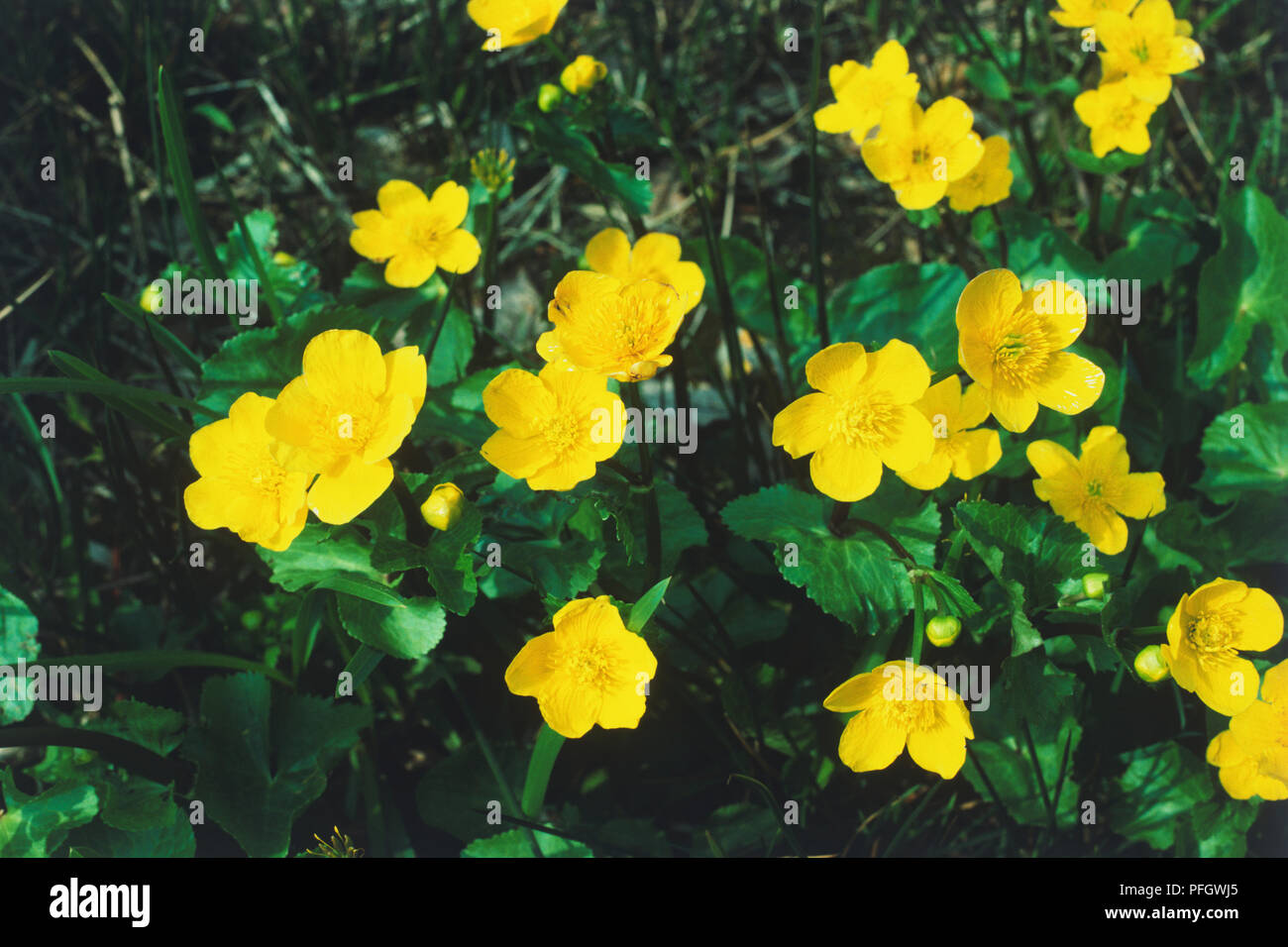 Kingcup caltha palustris hi-res stock photography and images - Alamy