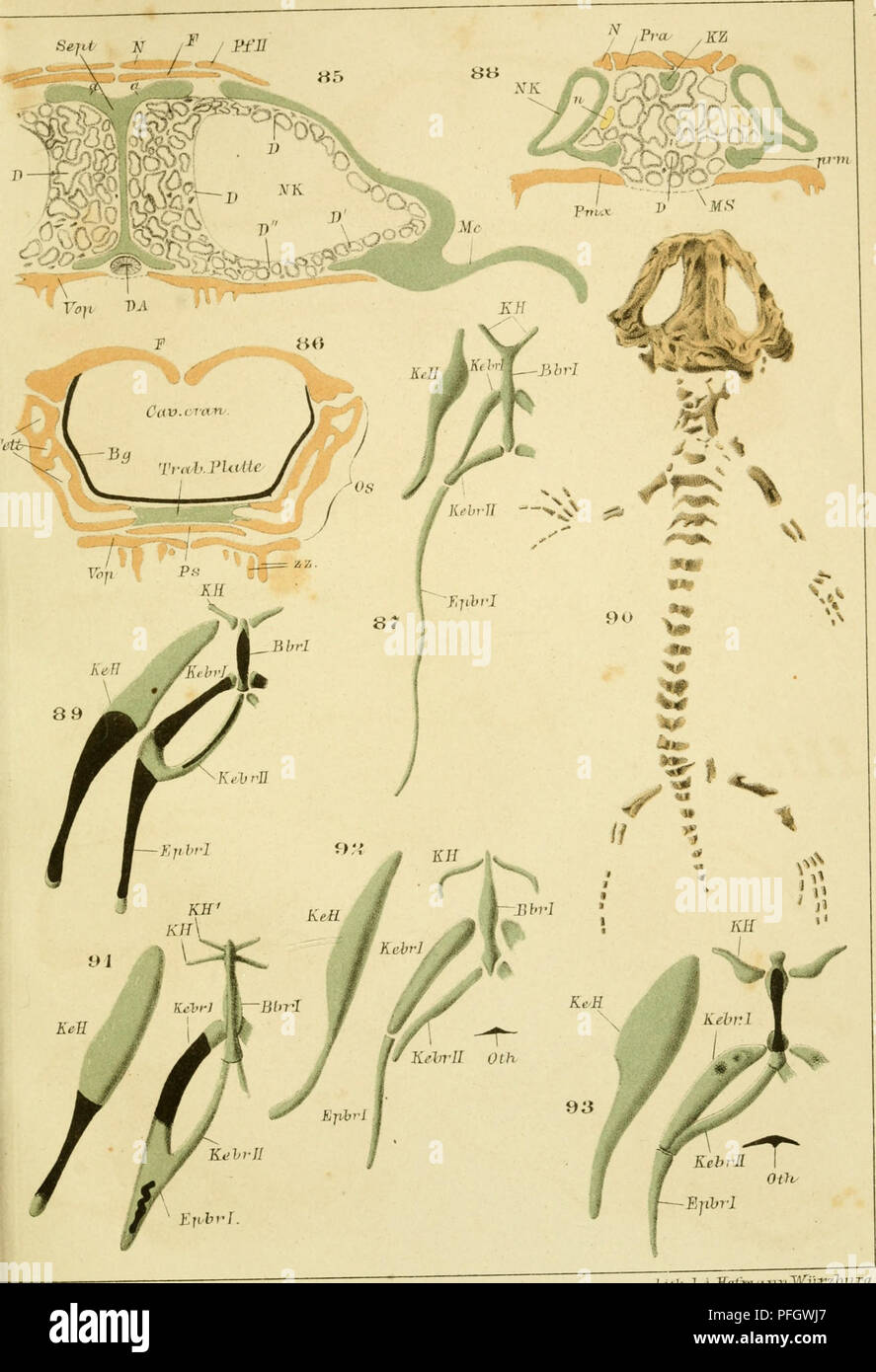 This image features a comparative anatomical study of the skull ...