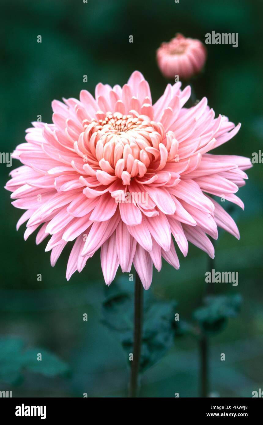 Reflexed chrysanthemum hi-res stock photography and images - Alamy