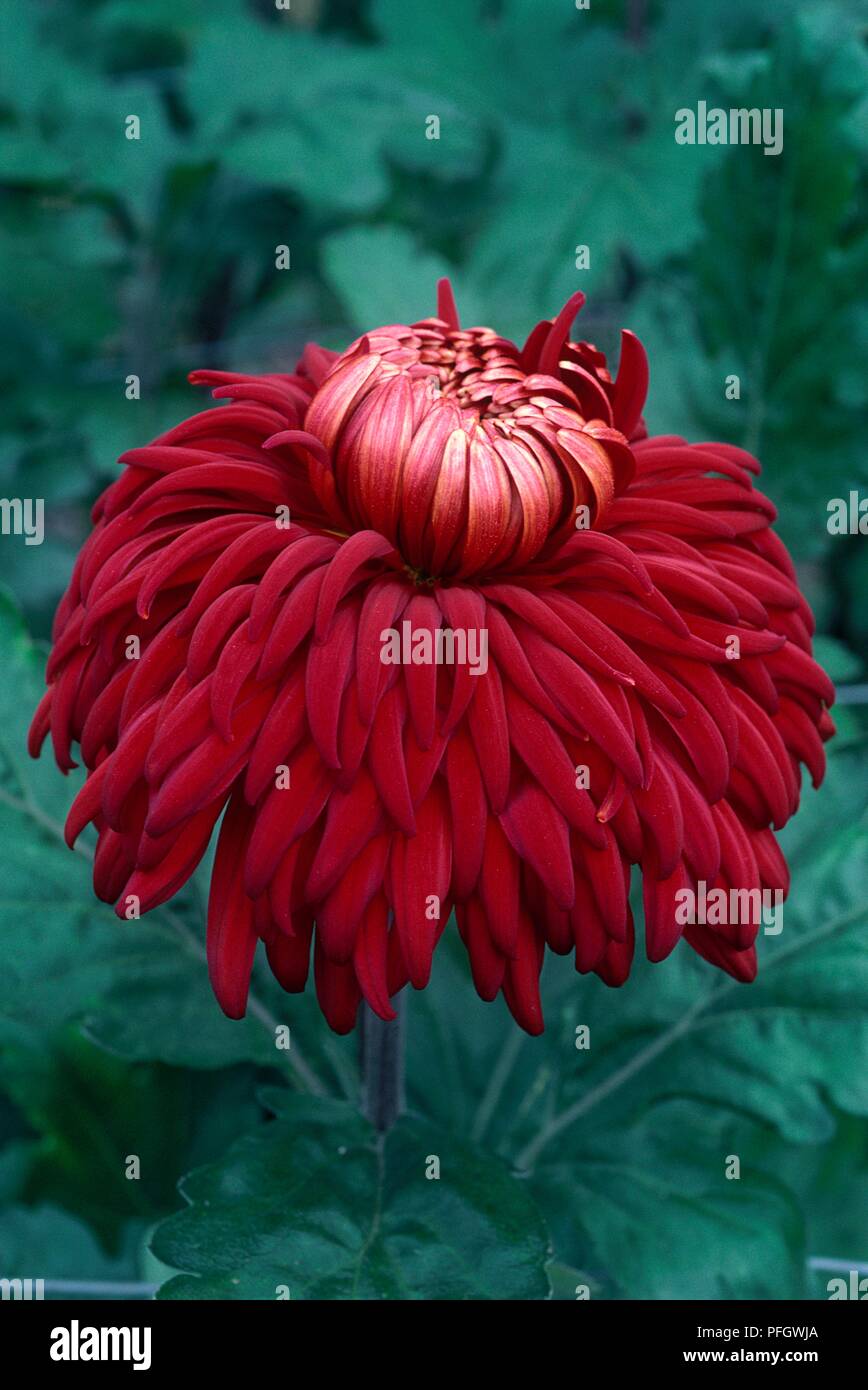 Reflexed, red flower head from Chrysanthemum 'George Griffiths' Stock ...