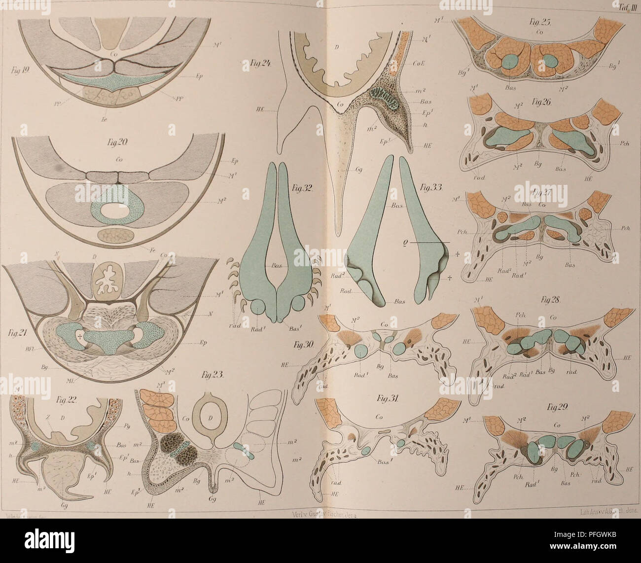Limb morphology across species hi-res stock photography and images - Alamy