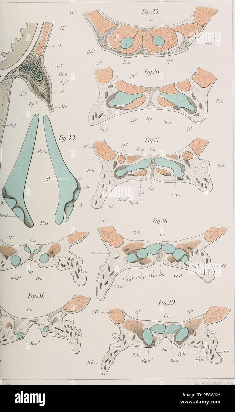 This work focuses on the limb skeletons of vertebrates, specifically ...