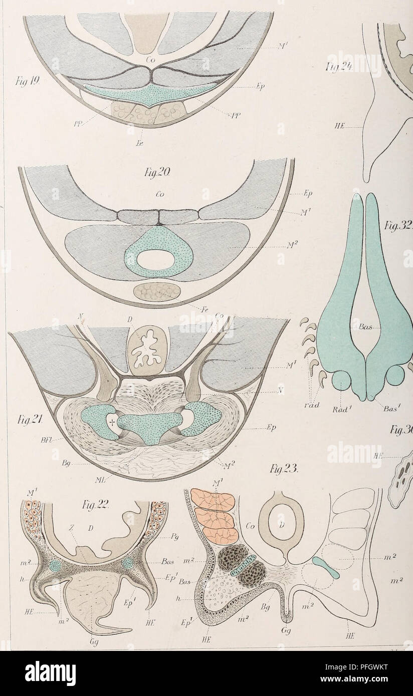 This work by Robert Wiedersheim focuses on the comparative anatomy of ...