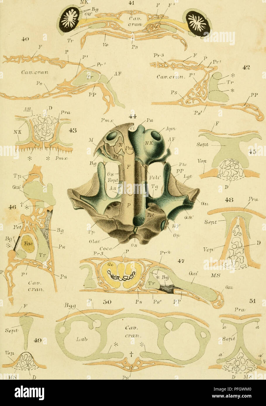 This image shows a comparative anatomical study of the skull structure ...