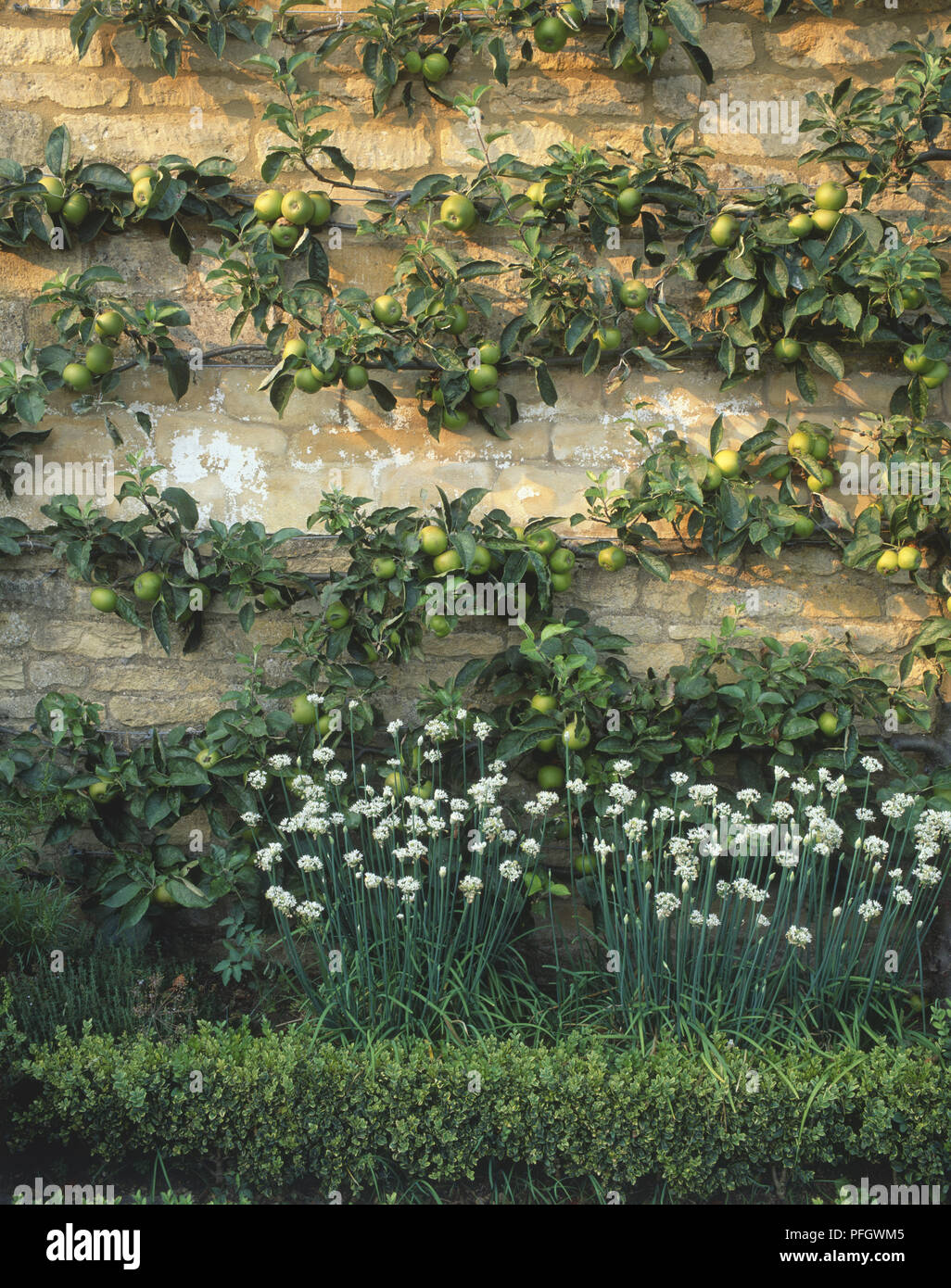 Apple tree trained to grow along wall, front view Stock Photo - Alamy