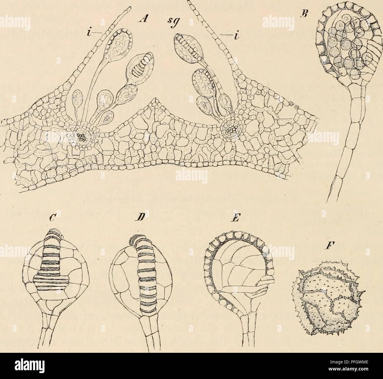 This botanical manual provides a comprehensive guide to microscopic ...